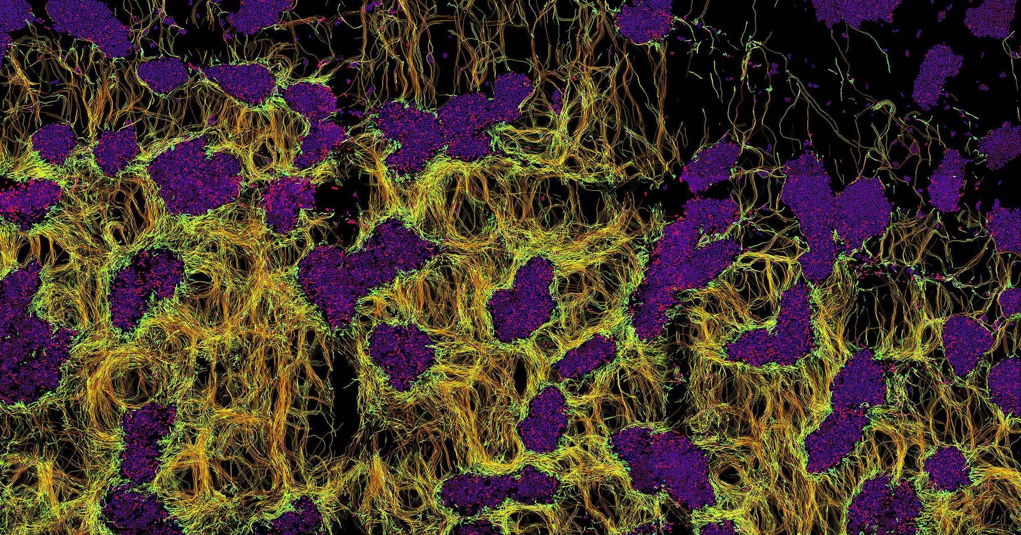 github introduction - HackMD