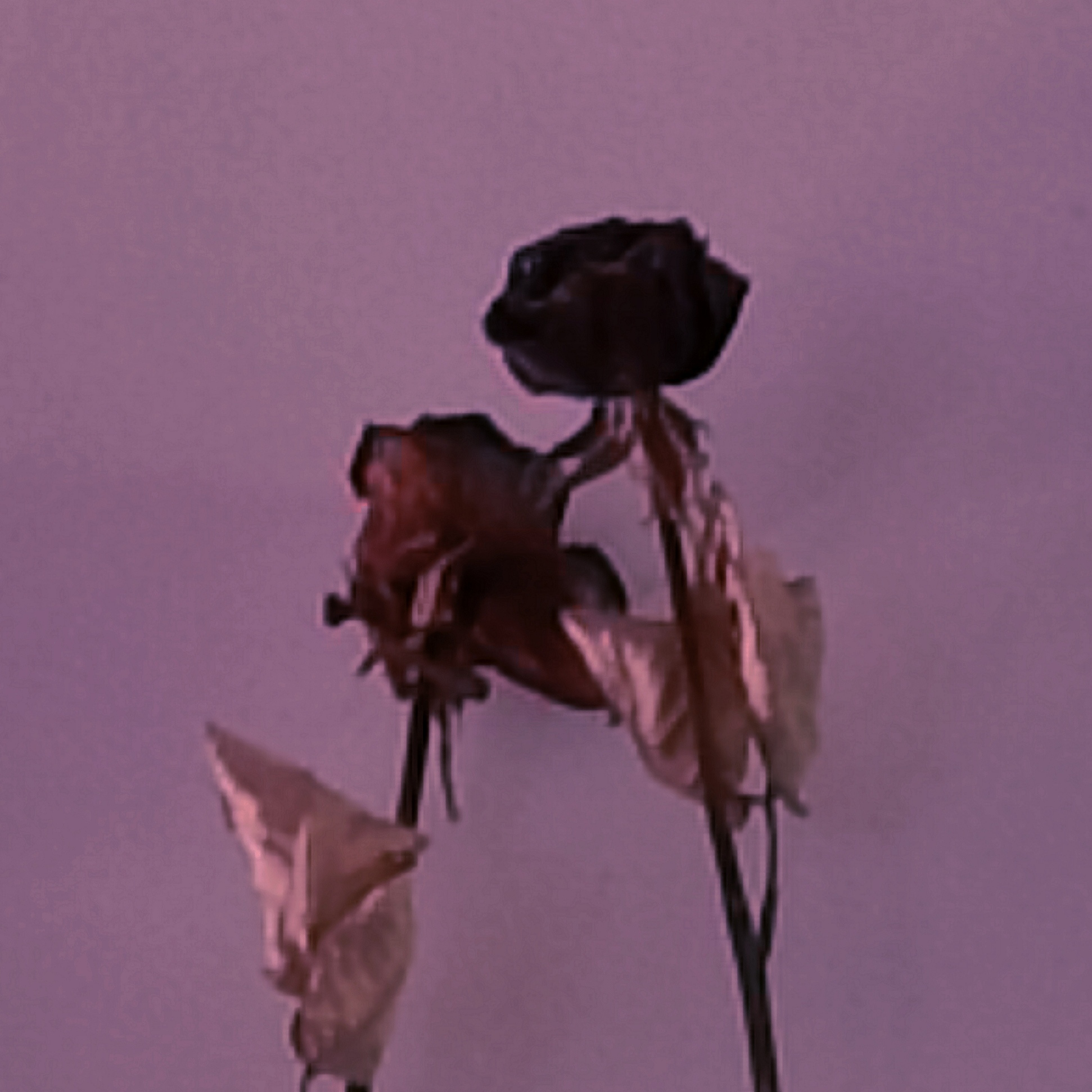 Moje lubione zwierzęta - HackMD