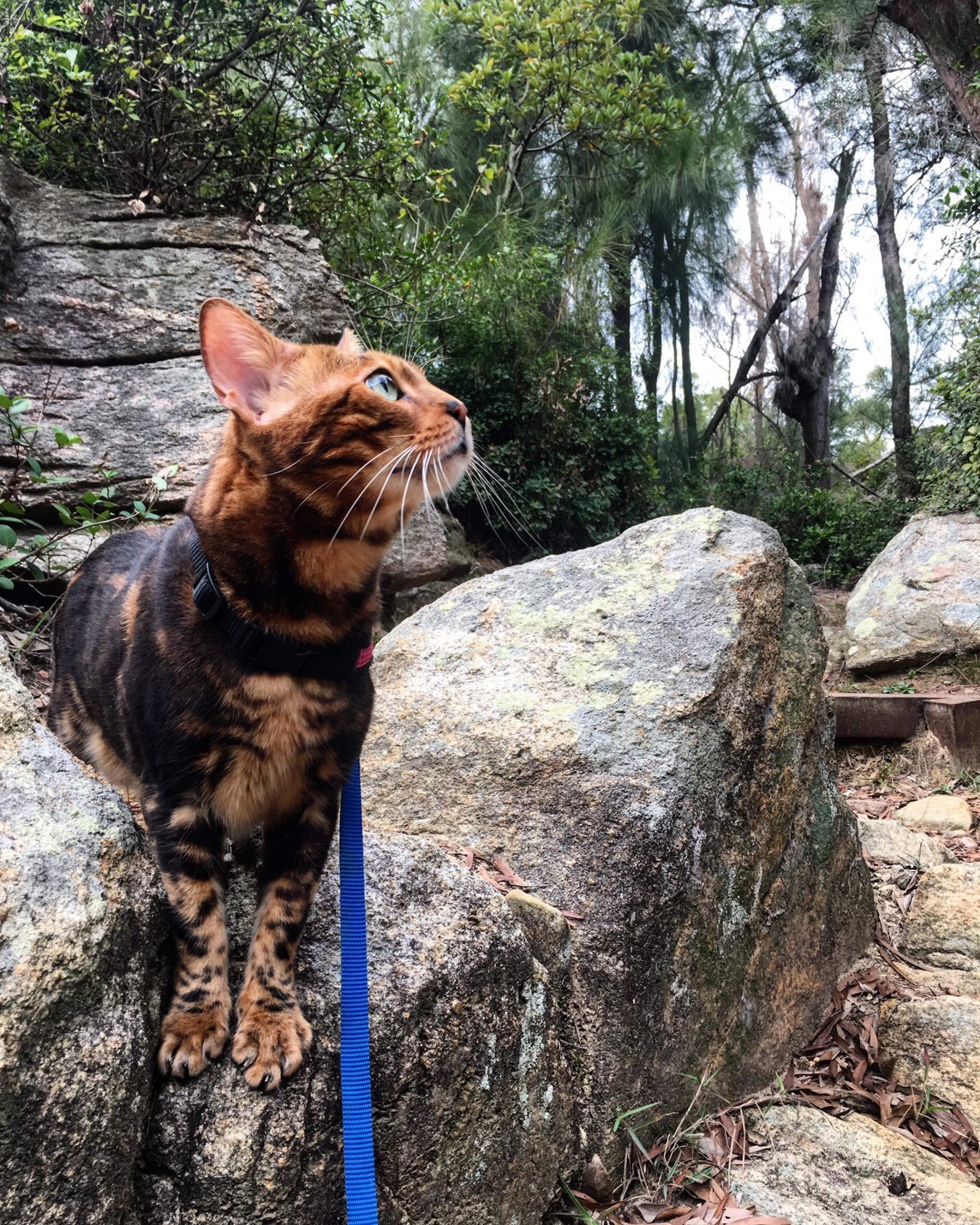 Spring Boot課程筆記4: 參數處理 - HackMD