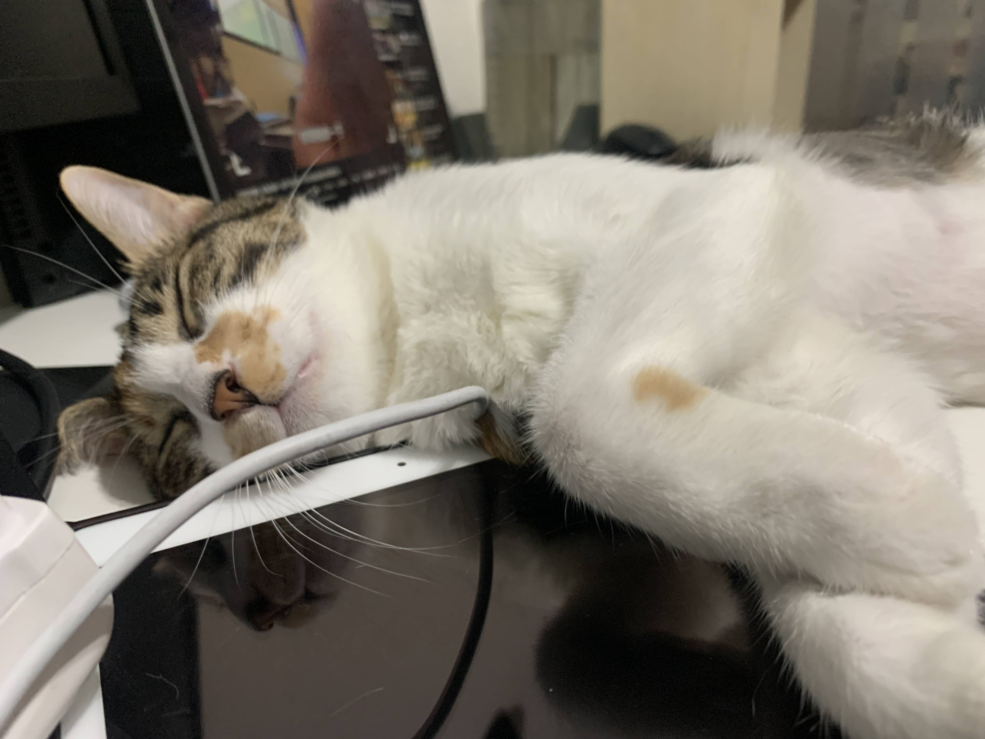 WACV 2023 Tutorial (9am-12pm, Jan 3, 2023) - HackMD