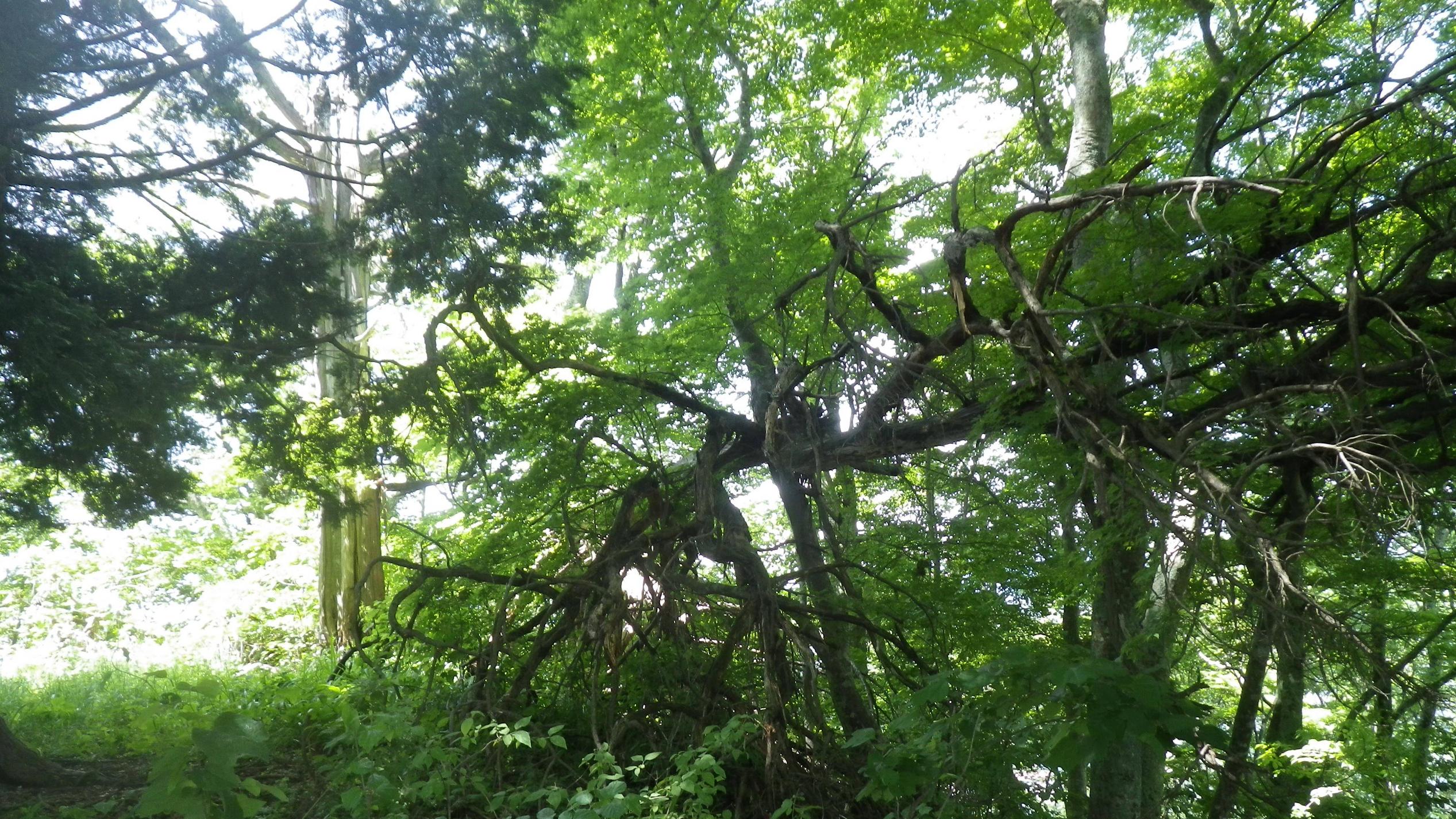 使い方の解説の練習 - HackMD